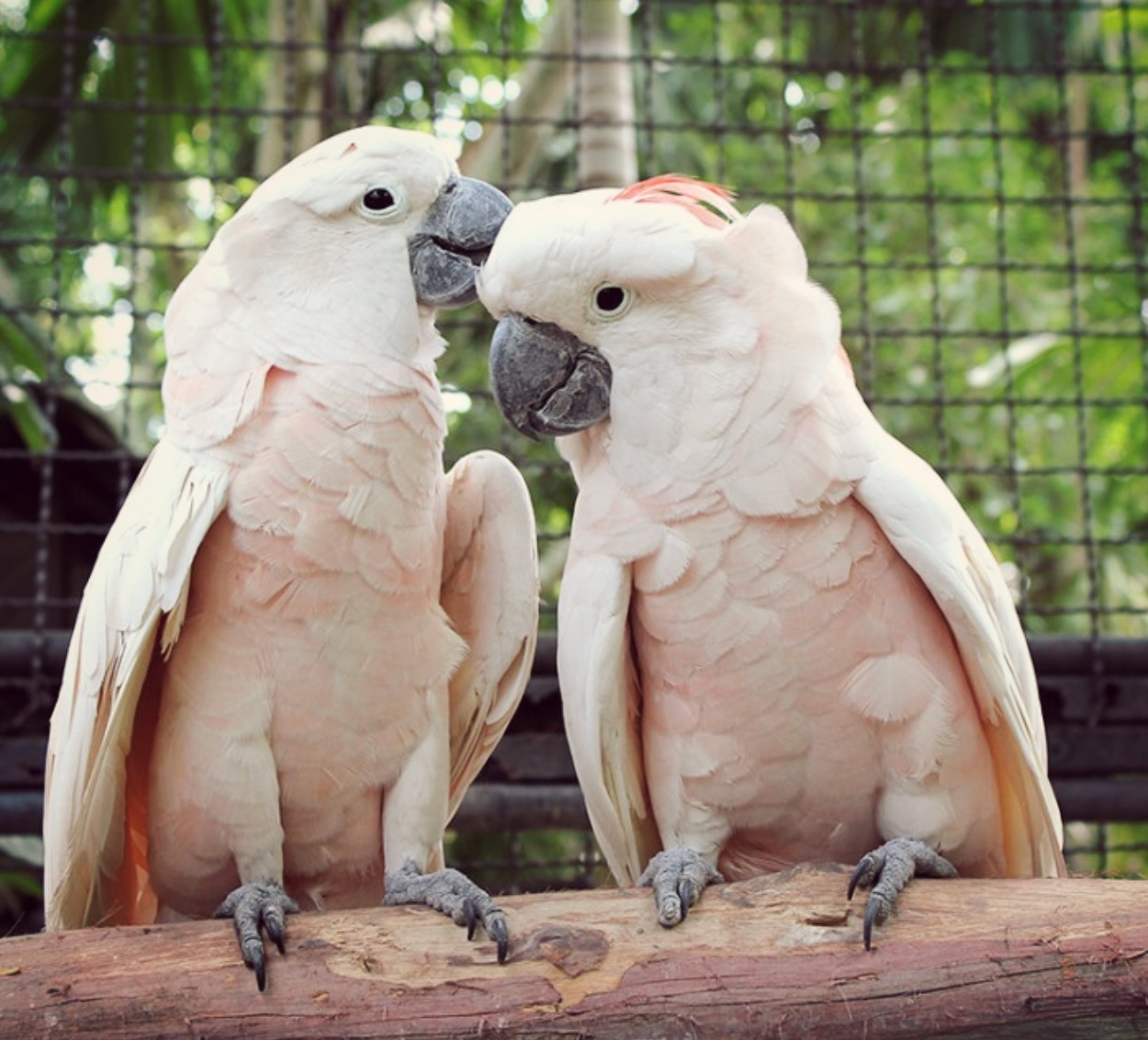 10 Ways to fall in love all over again in Sevierville, TN - Suite Match